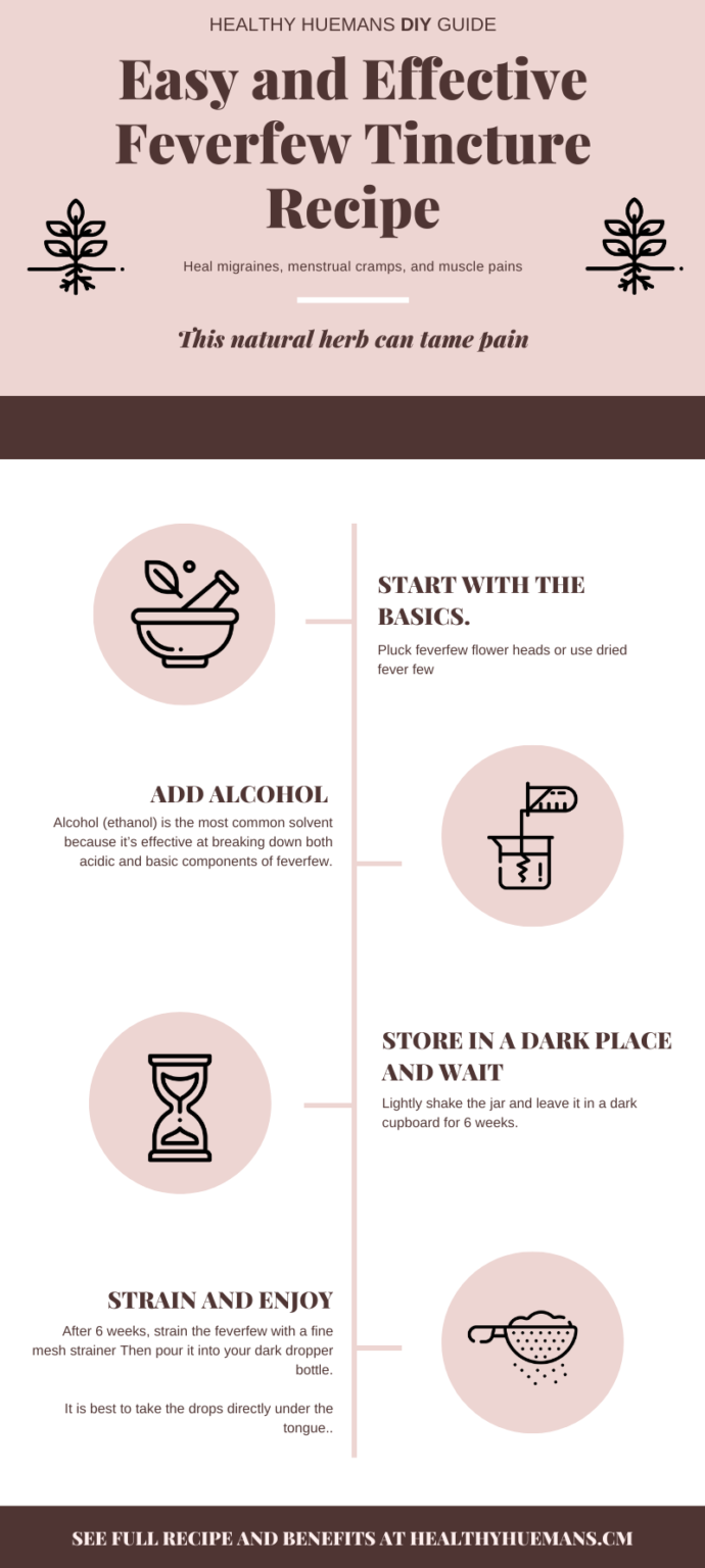 Easy and Effective Feverfew Tincture Recipe - Healthy Huemans