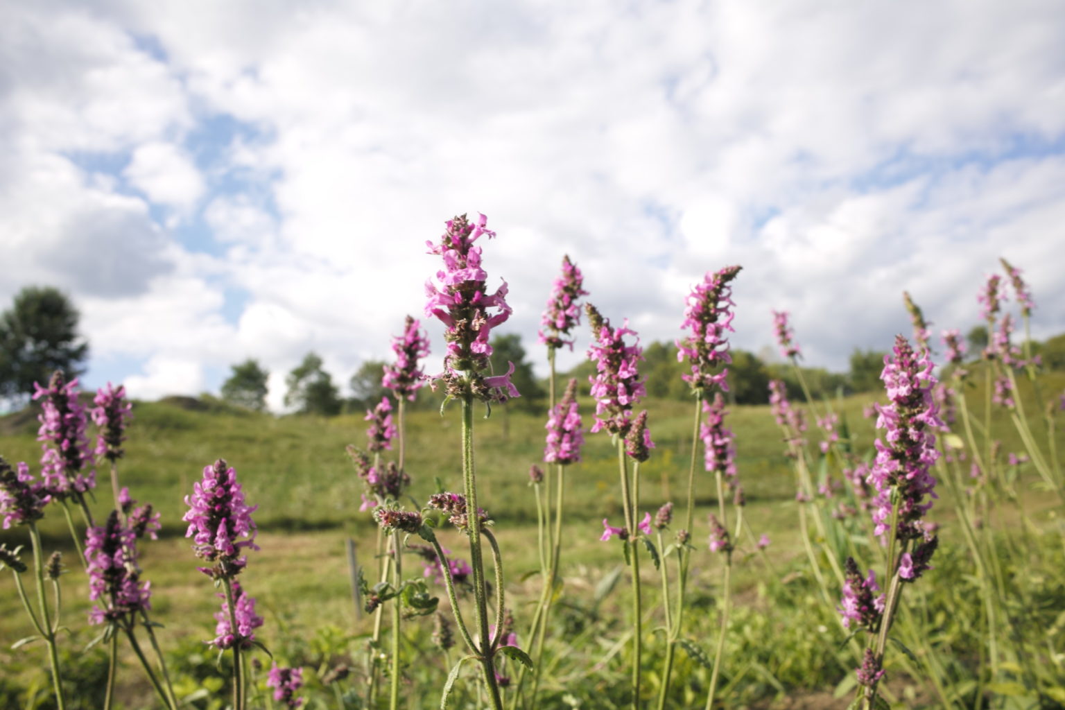 7 Amazing Wood Betony Benefits - Healthy Huemans