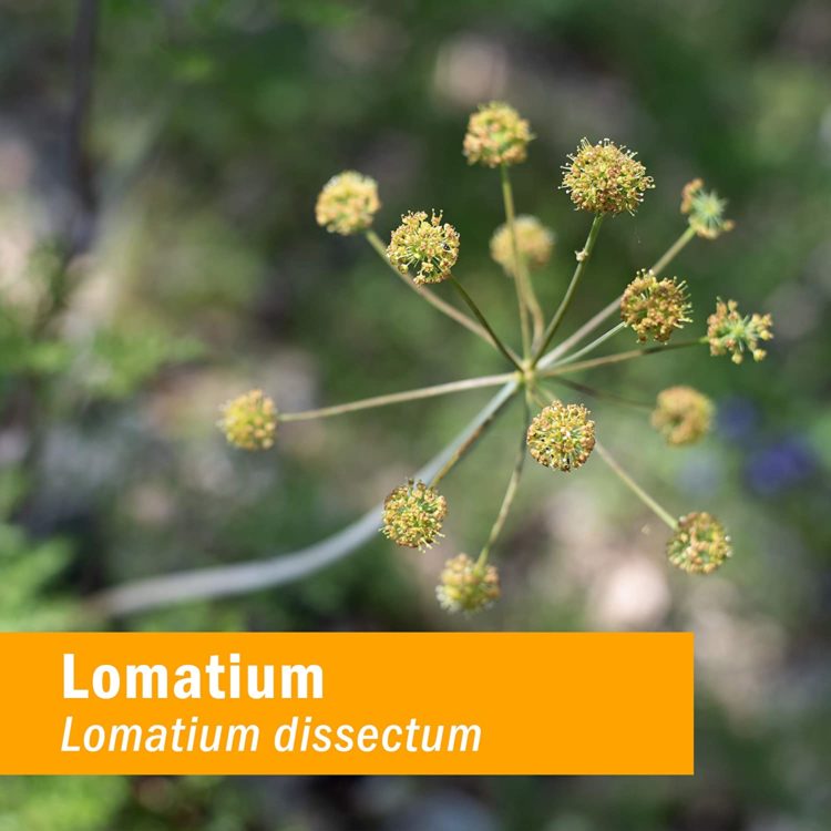 5 Amazing Lomatium Dissectum Health Benefits - Healthy Huemans