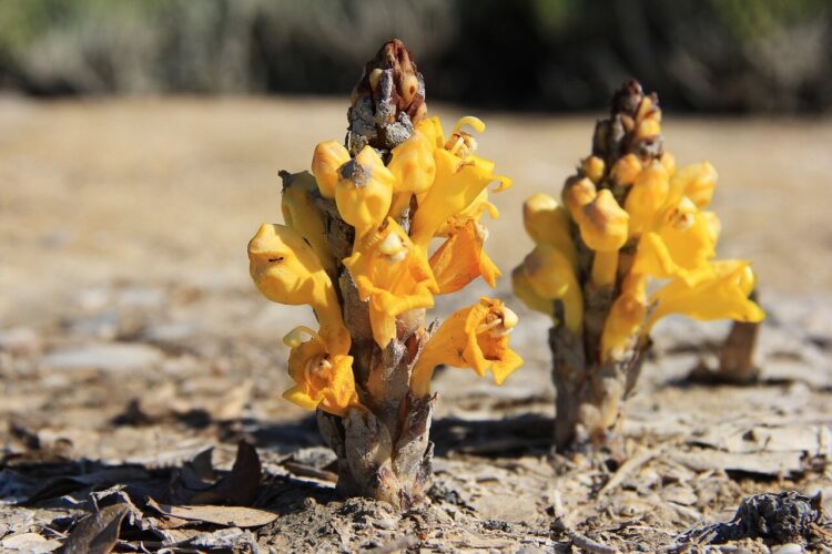 7 Incredible Cistanche Benefits - Healthy Huemans